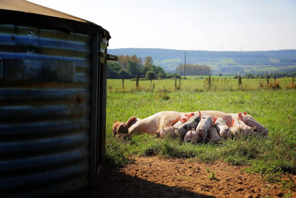 L’élevage porcin bio : guide technique - Biowallonie