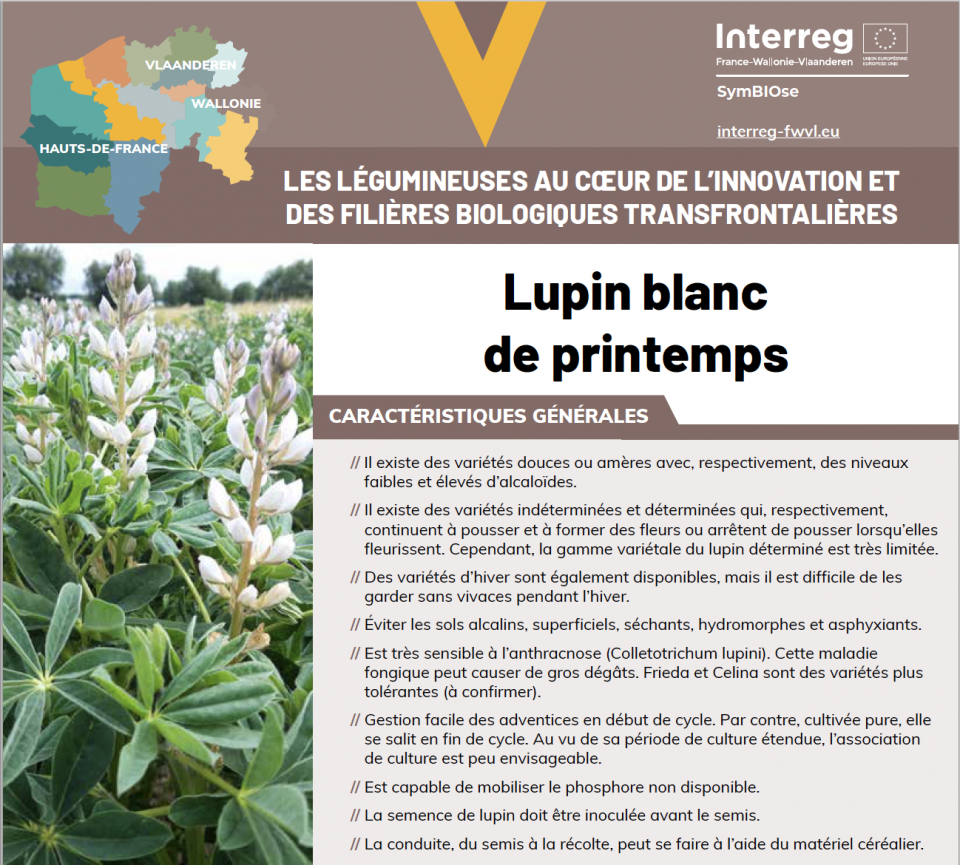 Fiche technique - Lupin blanc de printemps, comment l'associer ...